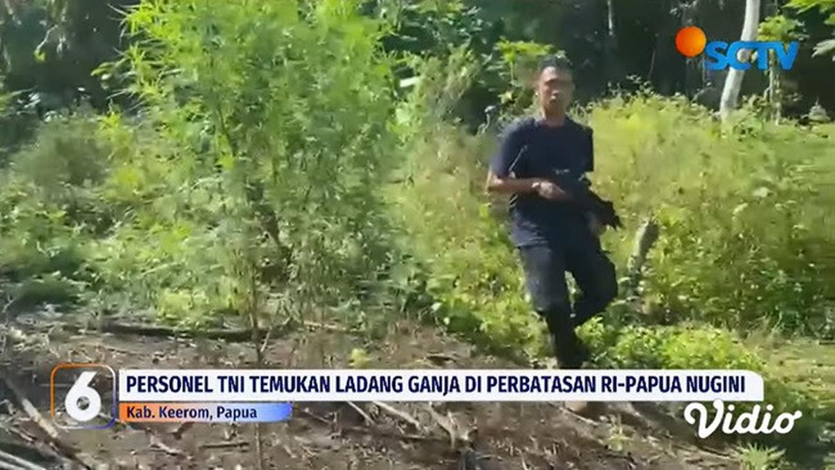 Tim Gabungan Bea Cukai, BNN, dan TNI Sita 50 Kg Ganja di Perbatasan ... Tim Gabungan Bea Cukai, BNN, dan TNI Sita 50 Kg Ganja di Perbatasan ...